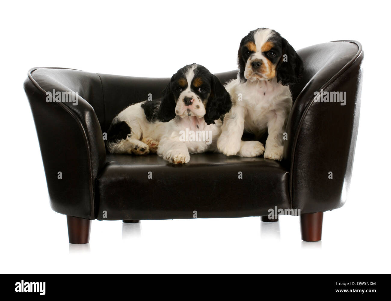 Cocker spaniel pup Cut Out Stock Images & Pictures - Alamy