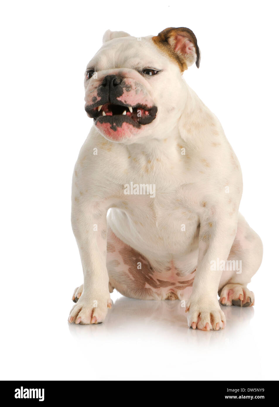 agressive dog - english bulldog with growling agressive expression on ...