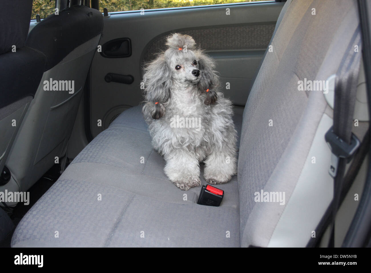 Dog Poodle / Pudel / Caniche / adult dog sitting on the back seat of a ...