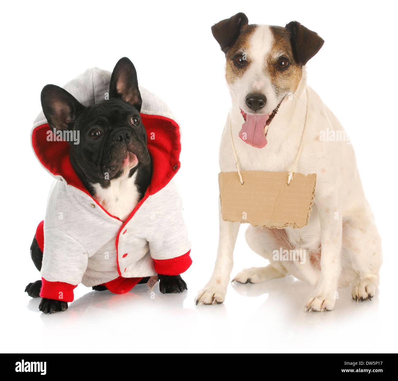 communication - french bulldog sitting beside jack russel terrier ...