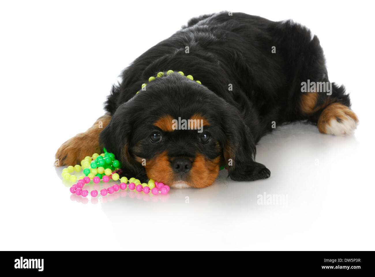 cute puppy - cavalier king charles puppy wearing colorful beads laying ...