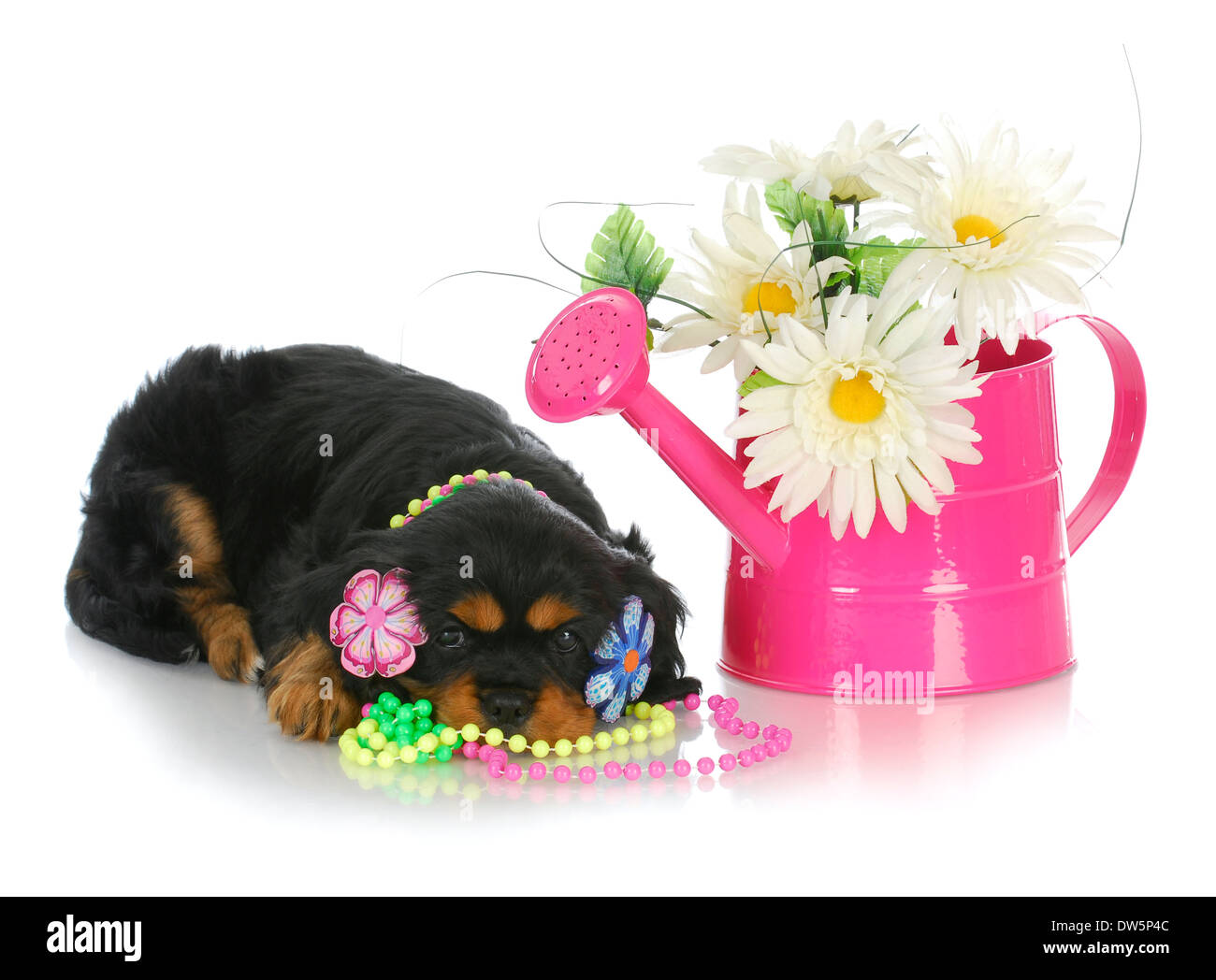 spring puppy - cute cavalier king charles spaniel female with watering ...