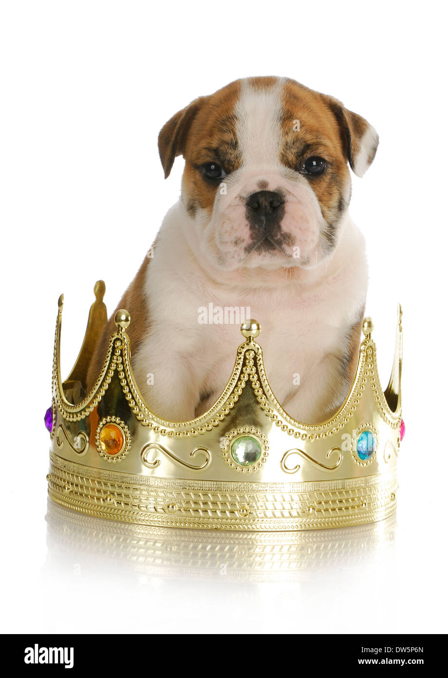 spoiled puppy - english bulldog puppy sitting inside king's crown with ...