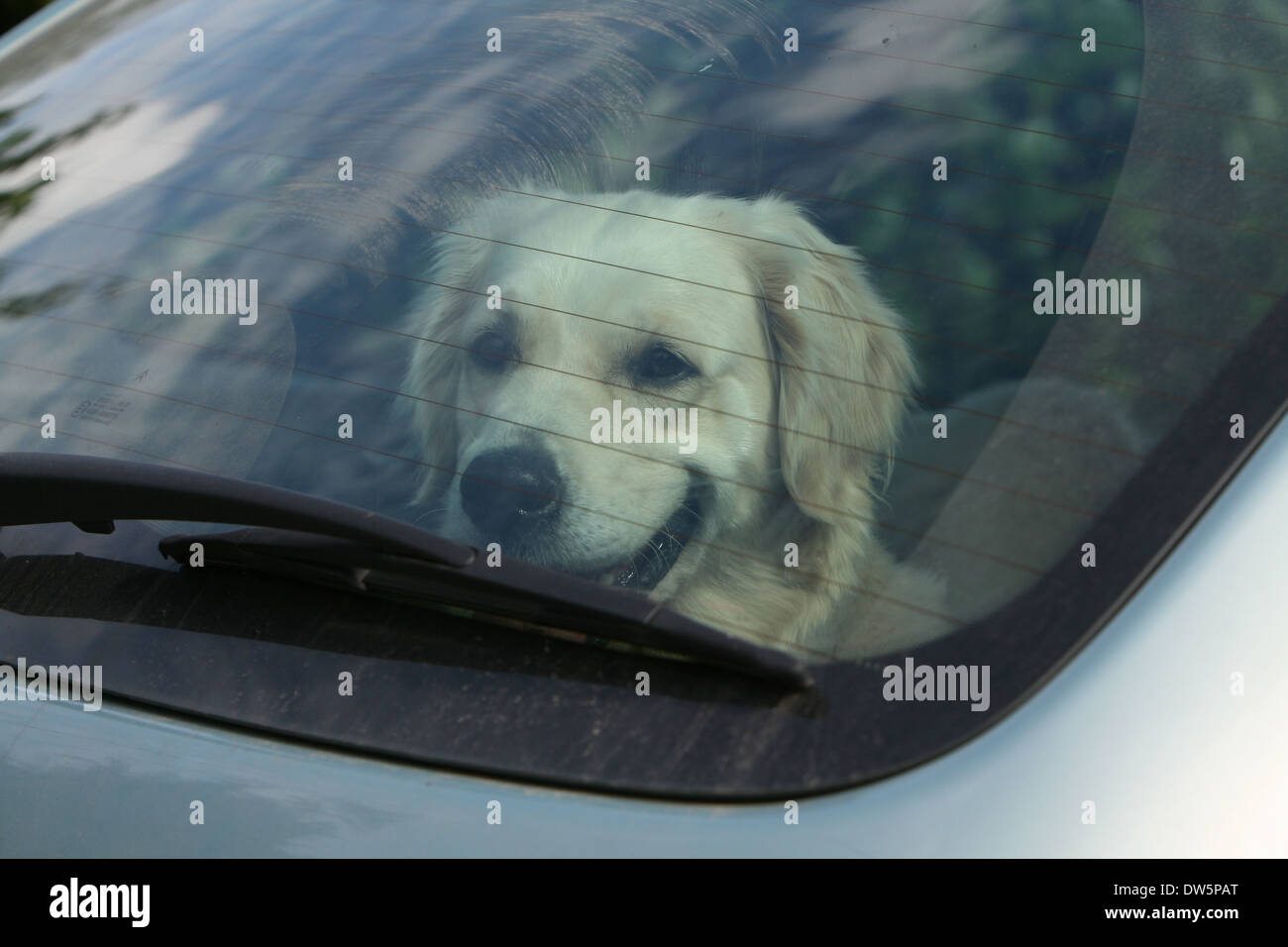 Dog looking out of a car window hi-res stock photography and images - Alamy
