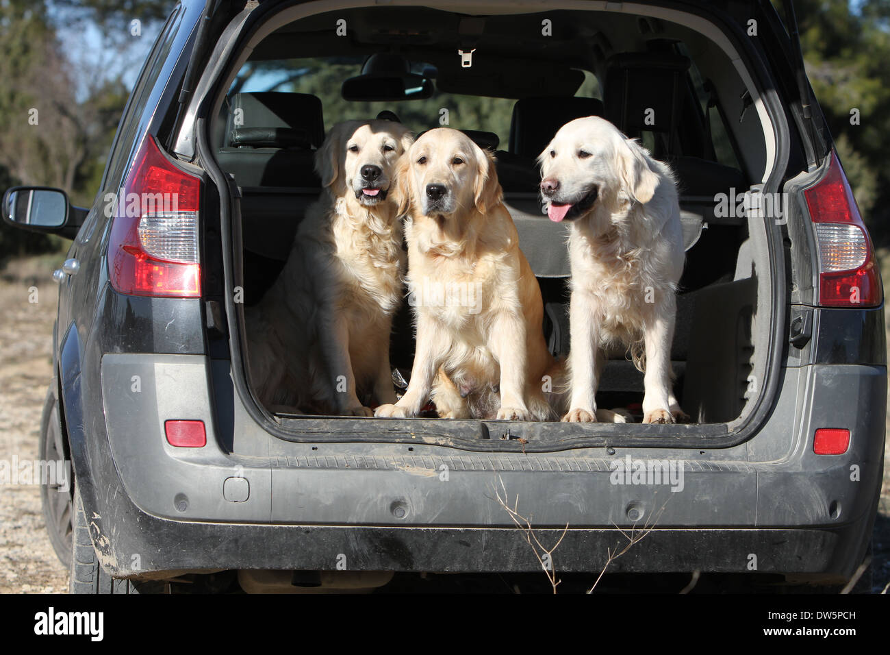 Riding golden retriever hi-res stock photography and images - Alamy