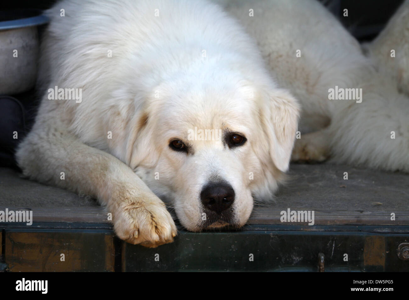 Dog Polish Tatra Sheepdog / Tatra Mountain Sheepdog / Podhale / adult ...