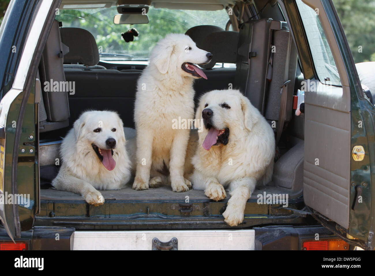 Dog Polish Tatra Sheepdog / Tatra Mountain Sheepdog / Podhale / two ...