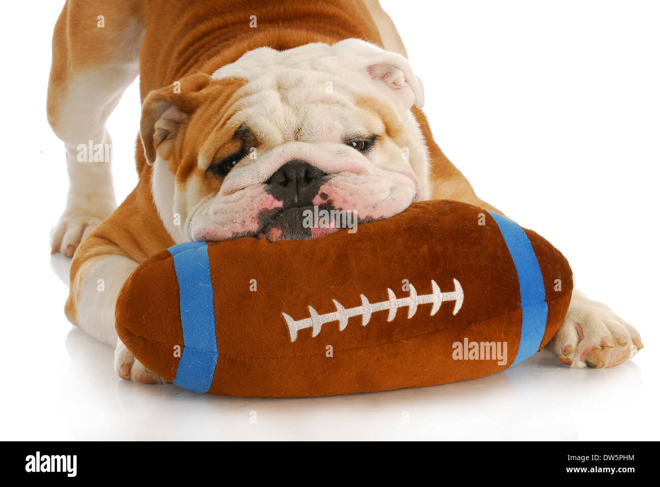 dog playing - english bulldog playing with stuffed football on white ...