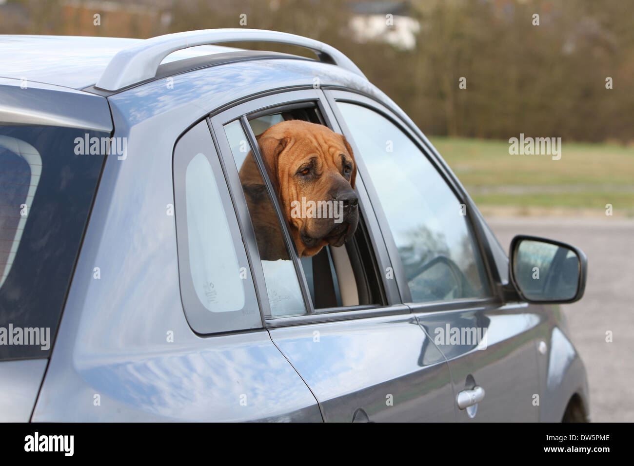 Mastiff vehicle hi-res stock photography and images - Alamy