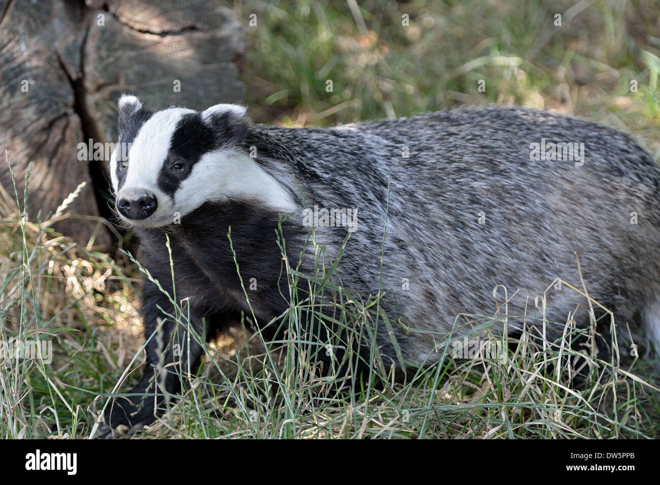 Badger log hi-res stock photography and images - Alamy