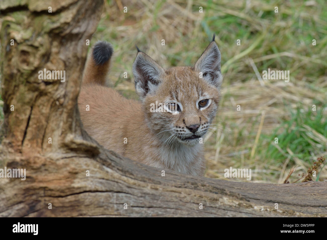 Three Lynx Cubs Stock Photo - Alamy