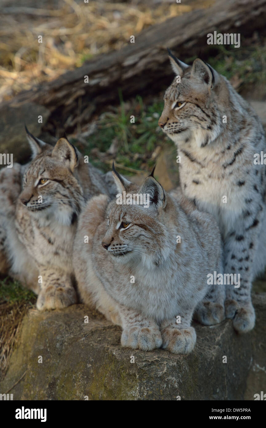 Three Lynx Cubs Stock Photo - Alamy