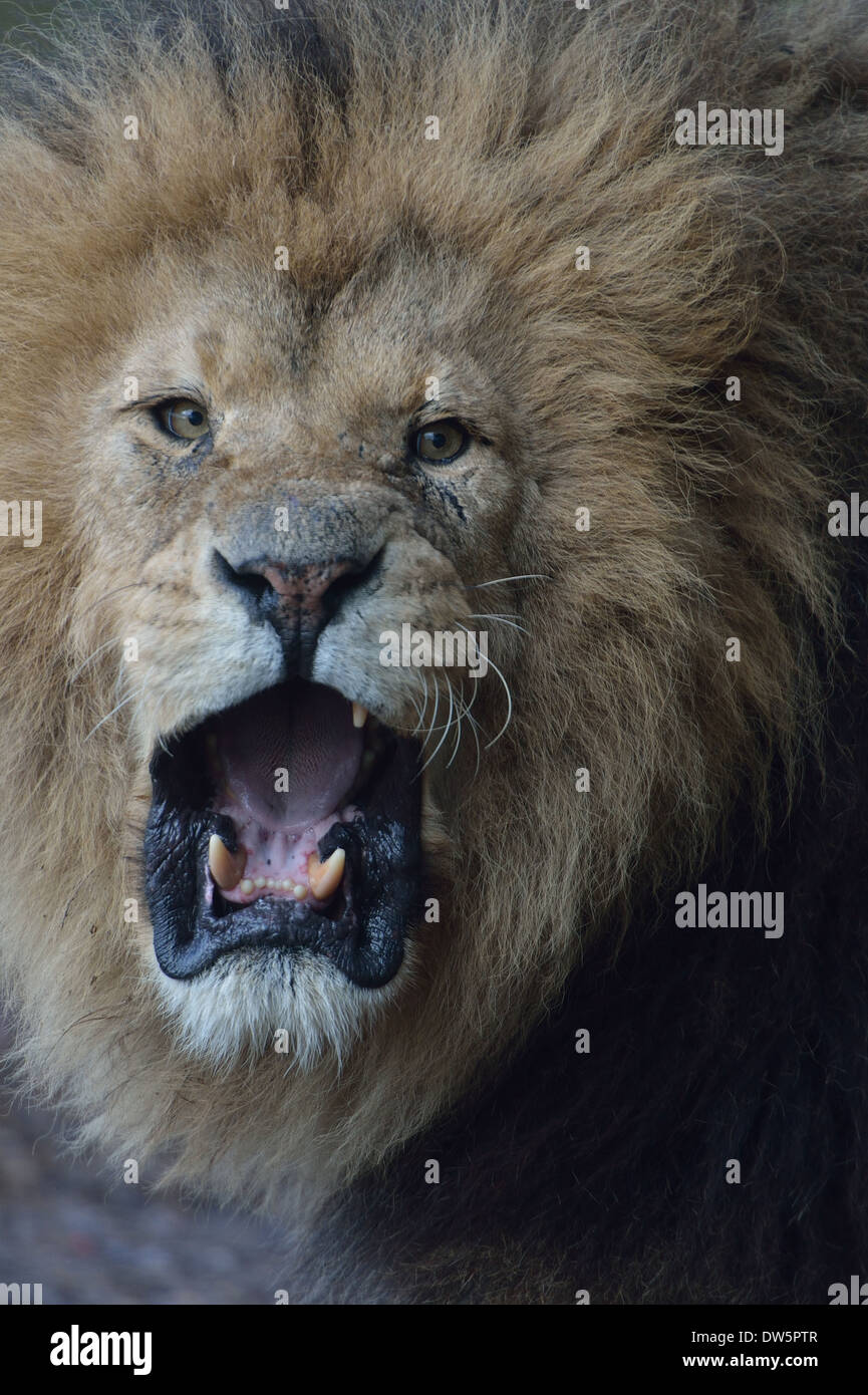Roaring Lion Portrait Stock Photos & Roaring Lion Portrait Stock Images ...