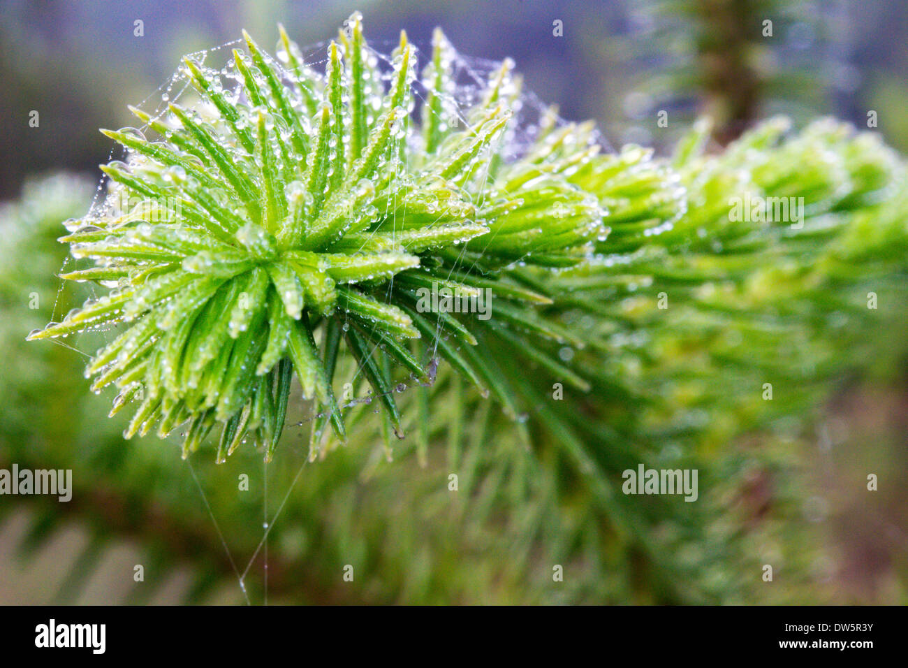 Evergreen leaves hi-res stock photography and images - Alamy