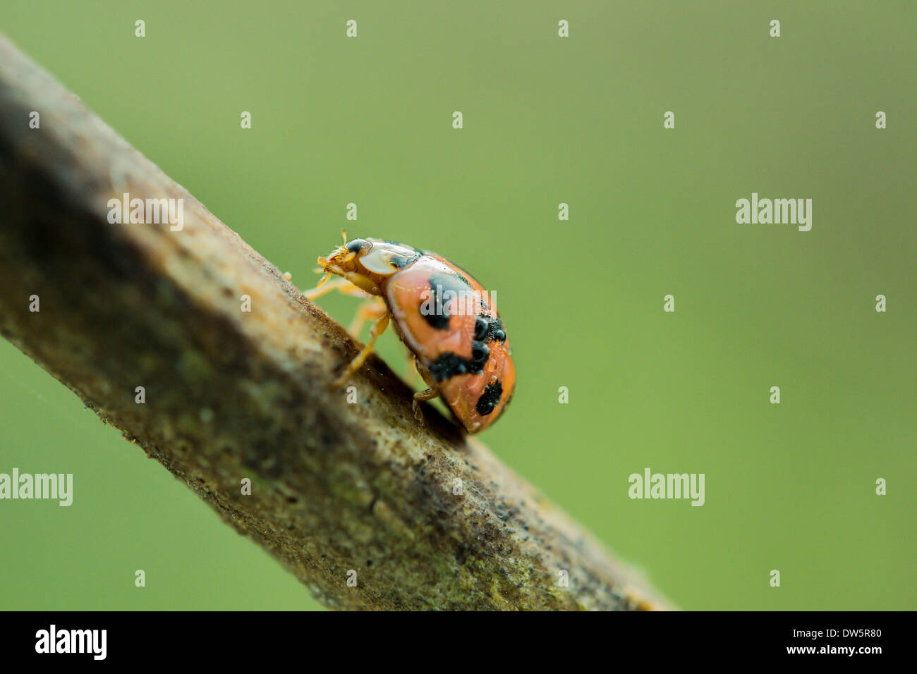Dot bug hi-res stock photography and images - Alamy