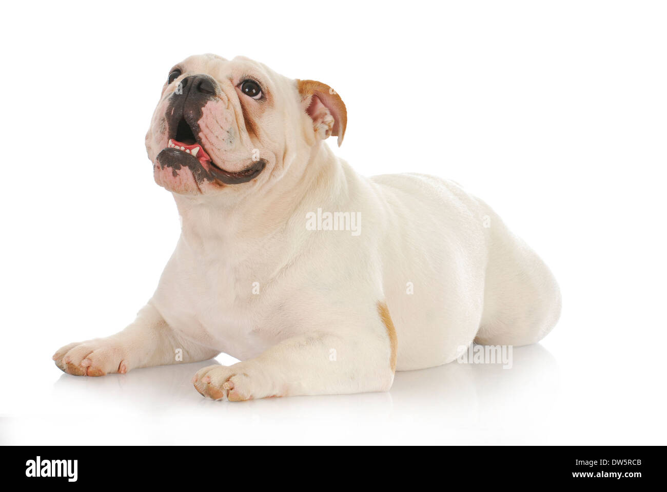 dog looking up - english bulldog laying down looking up with reflection ...