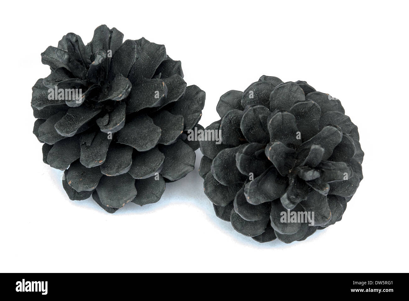 Hard pine cone hi-res stock photography and images - Alamy