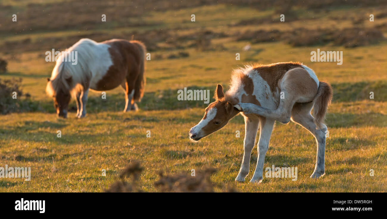 Dartmoor foal in amusing pose while scratching, Dartmoor National Park ...