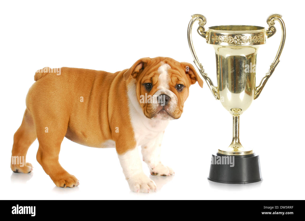 puppy with trophy -english bulldog standing beside large trophy Stock ...