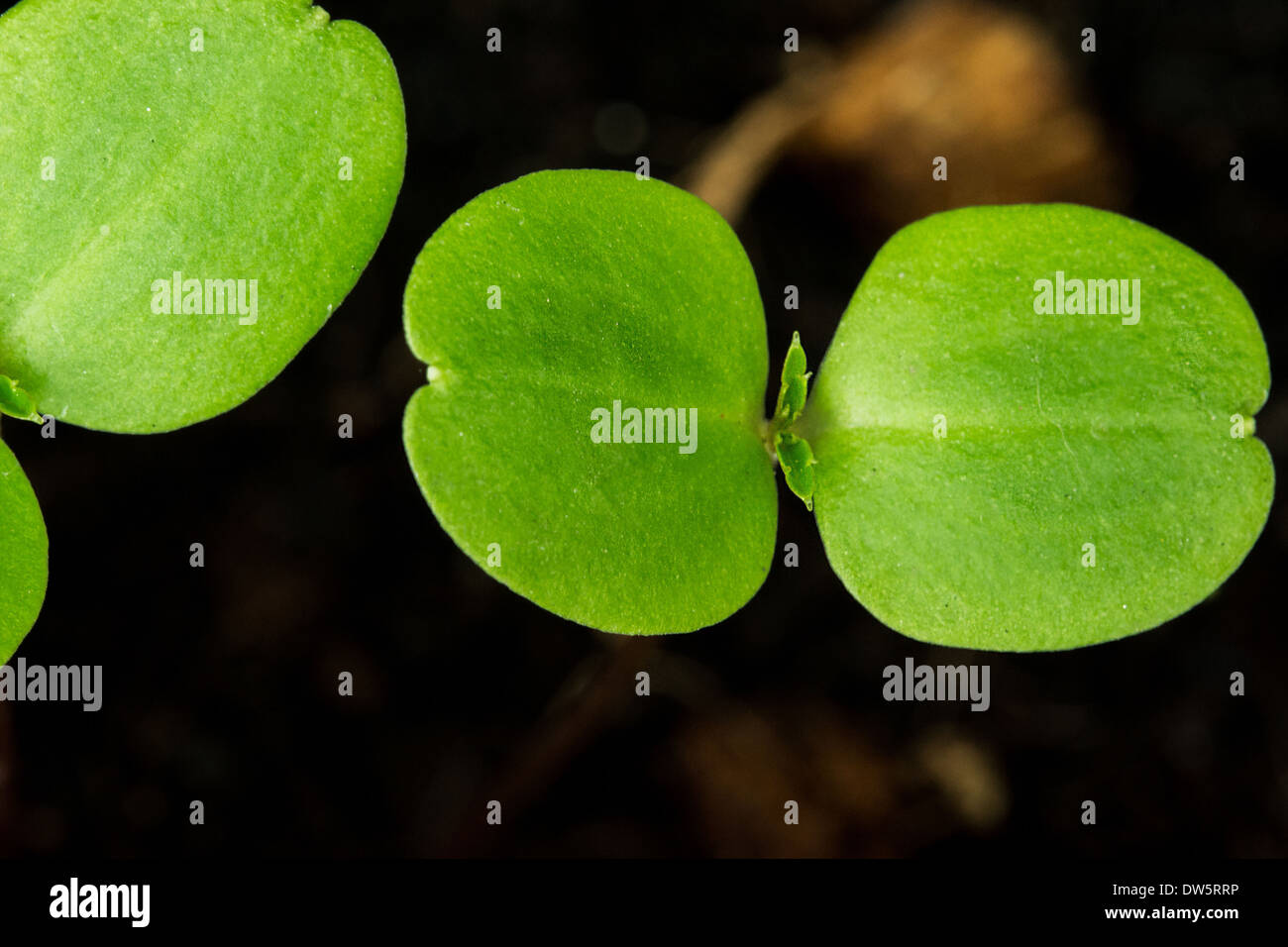 New leaf born forest hi-res stock photography and images - Alamy