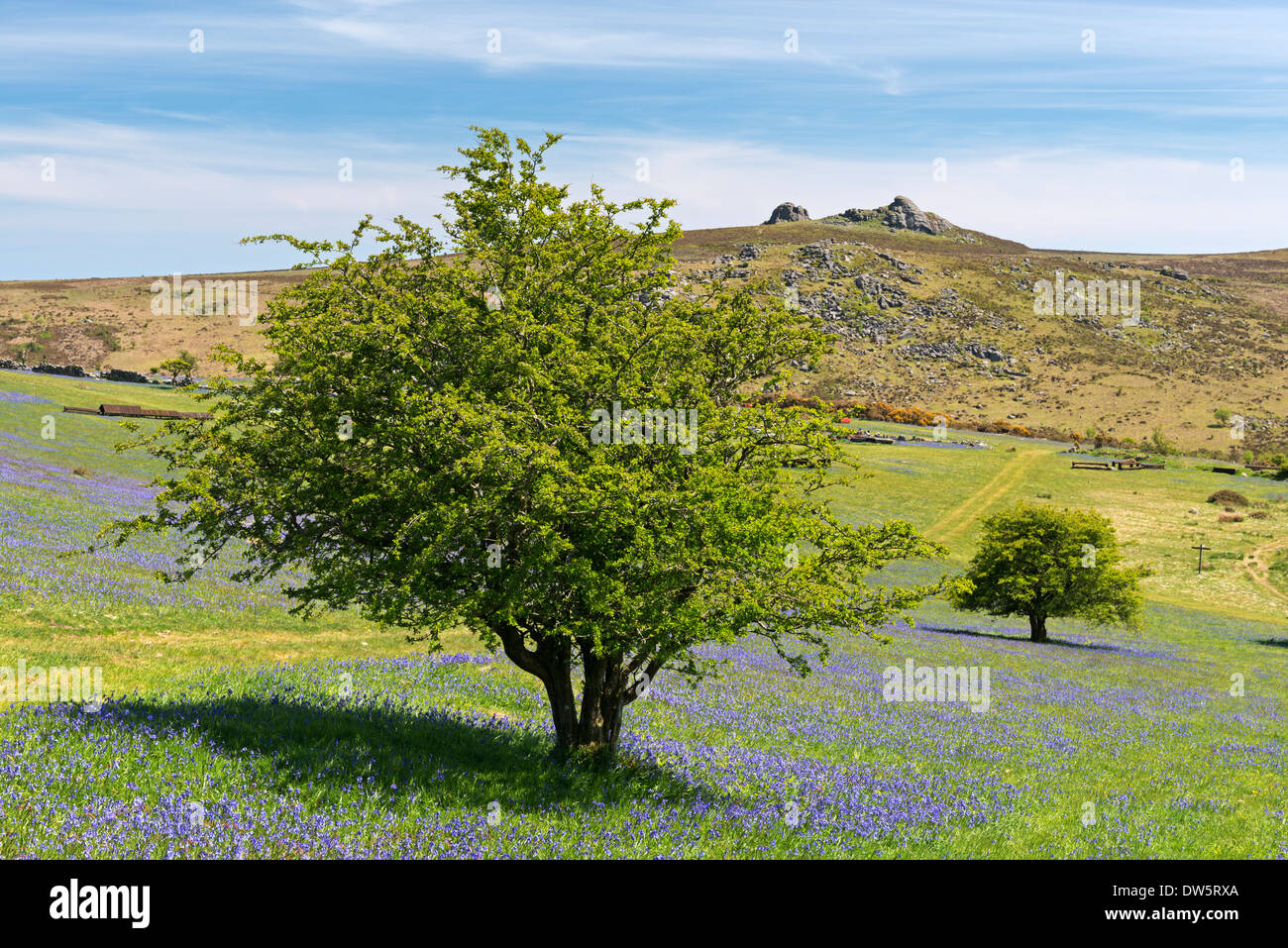 Bluebells flowering on Holwell Lawn, Dartmoor, Devon, England. Spring ...
