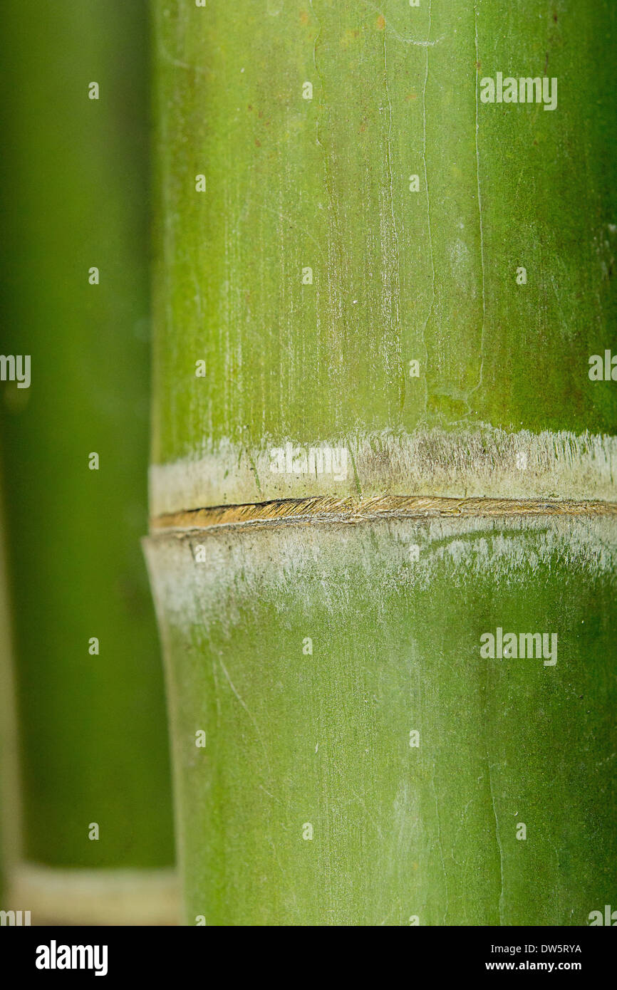 Bamboo Tube High Resolution Stock Photography and Images - Alamy