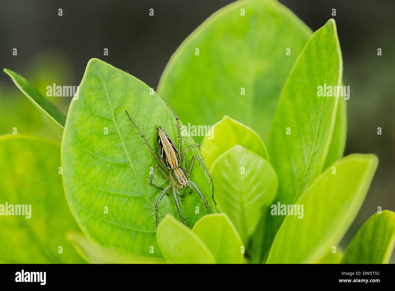 Spider leaves hi-res stock photography and images - Alamy