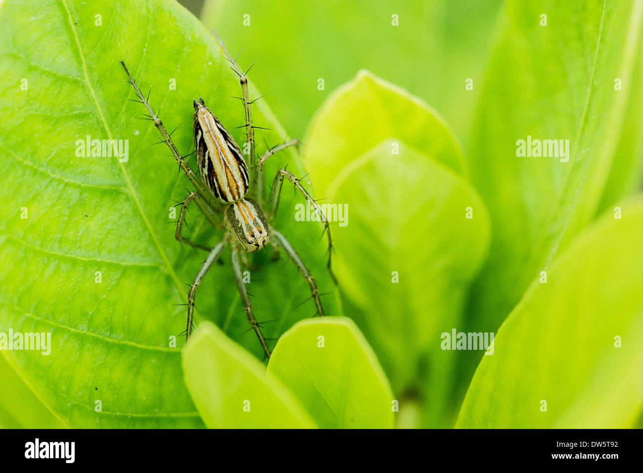 Spider leaves hi-res stock photography and images - Alamy