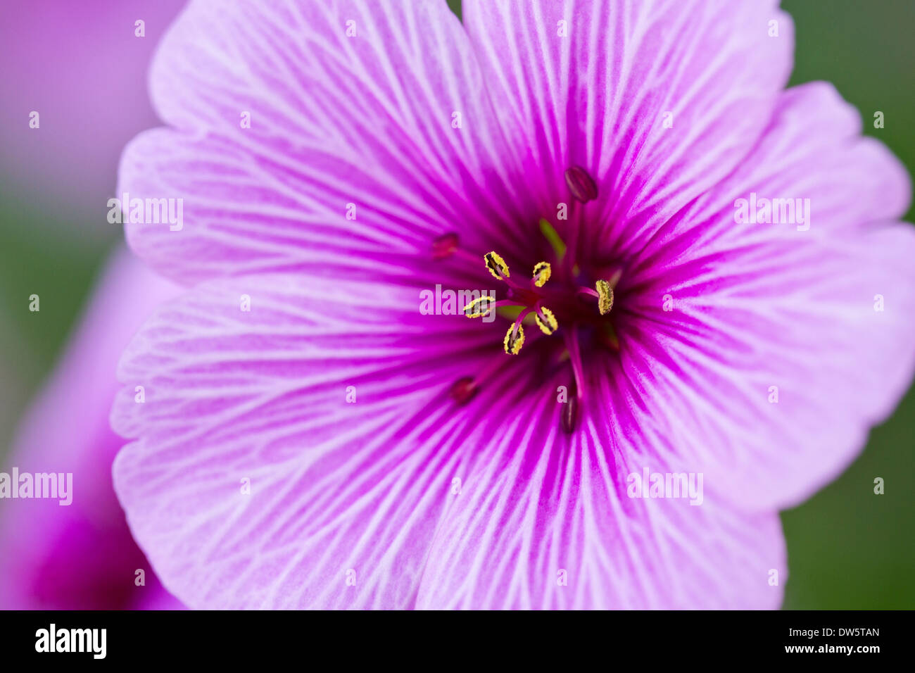 Pollen and stamen hi-res stock photography and images - Alamy
