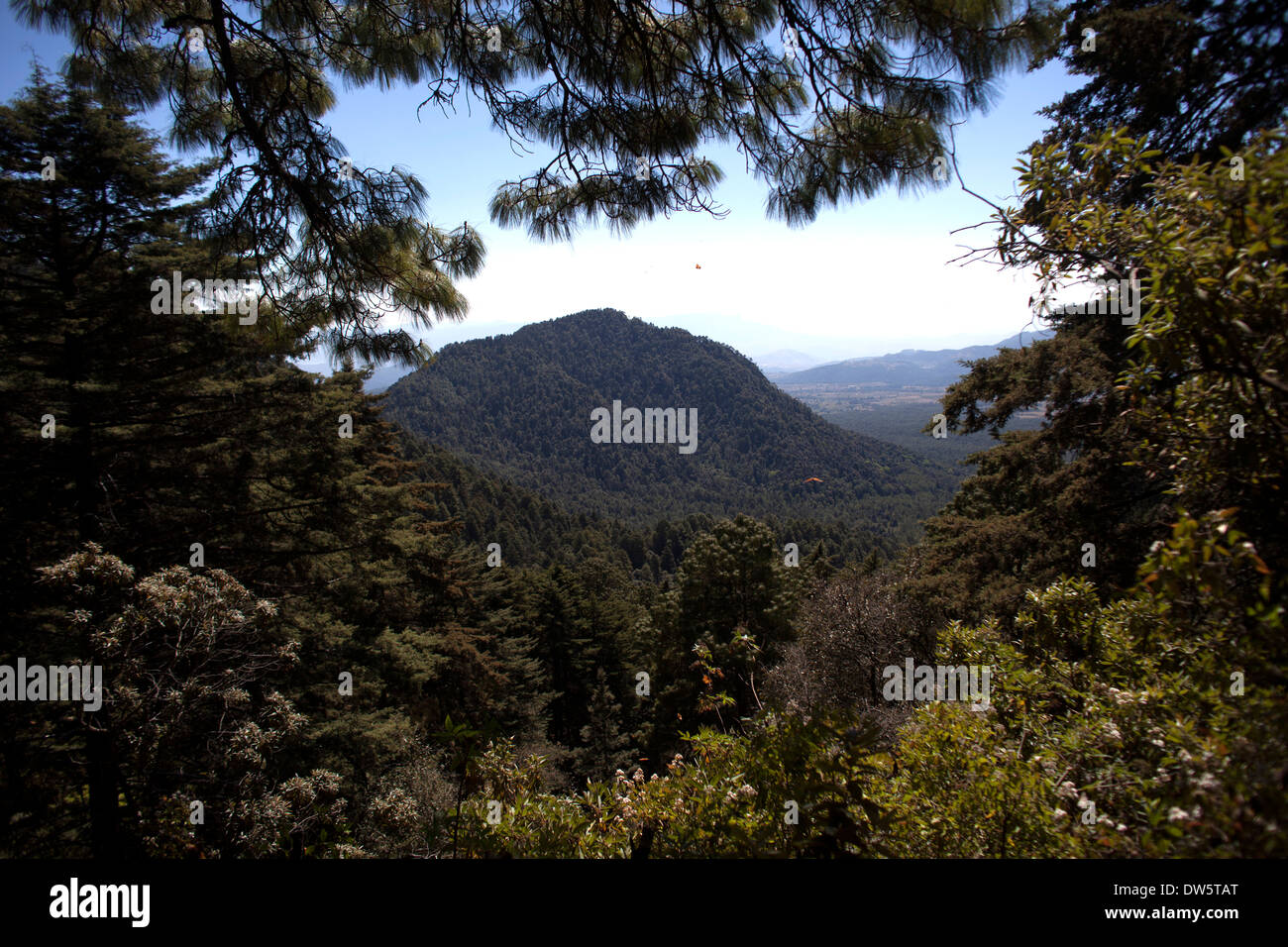 Cerro Pelon Sanctuary for monarch butterflies near Capulin village in ...