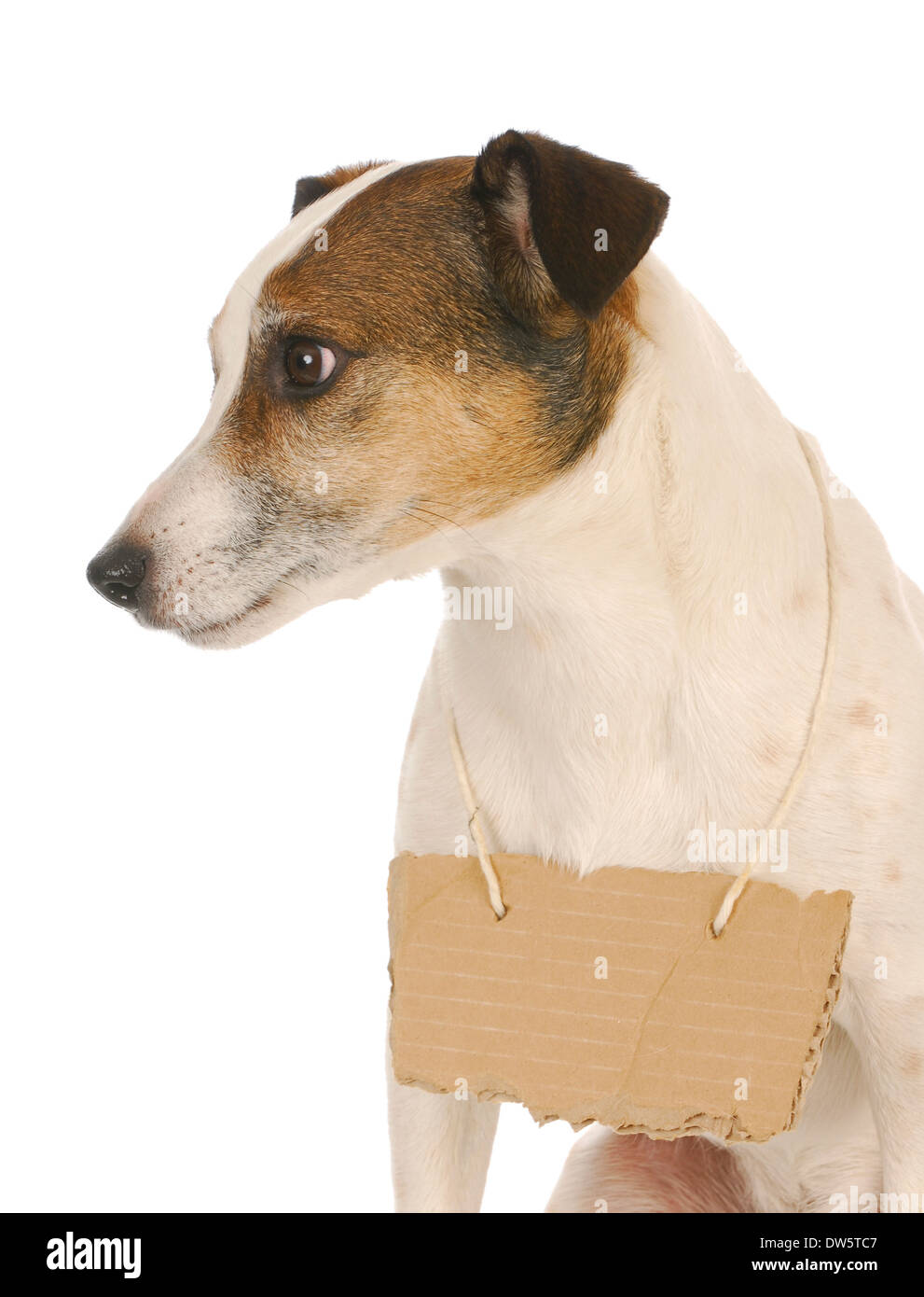 dog wearing sign - jack russell terrier with cardboard sign around neck ...