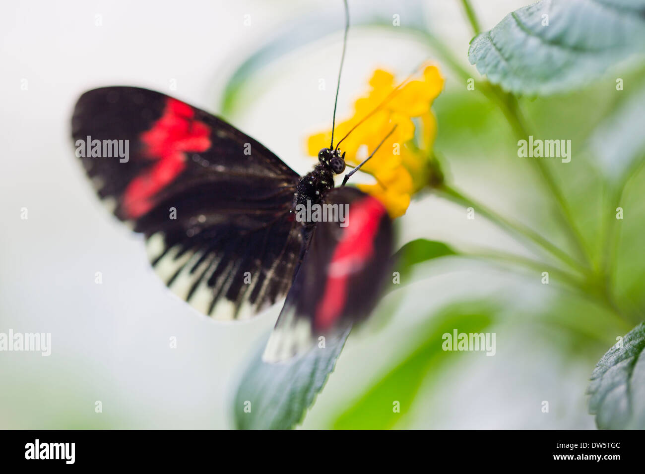 Postman butterfly hi-res stock photography and images - Alamy