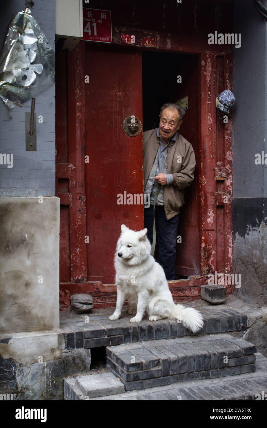Chinese man and his Samoyed Stock Photo - Alamy