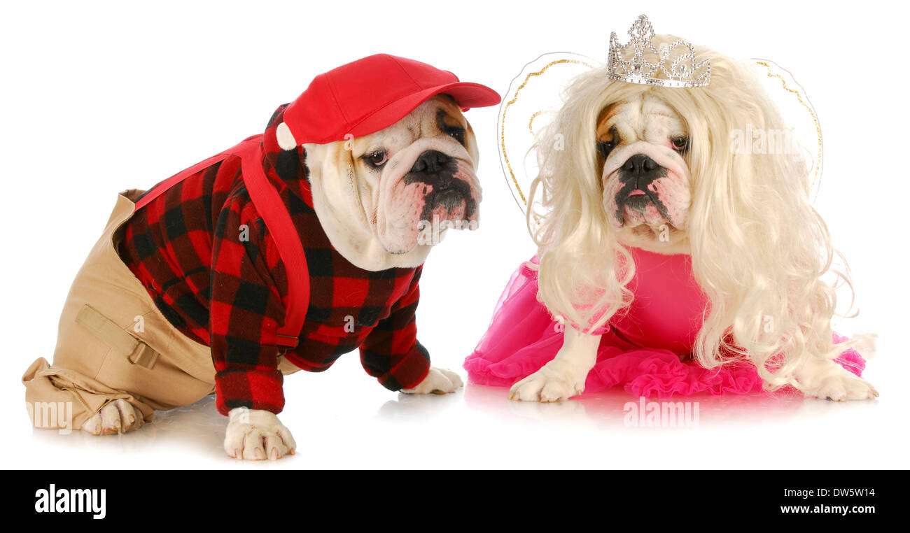 dog couple - male and female english bulldog couple on white background ...