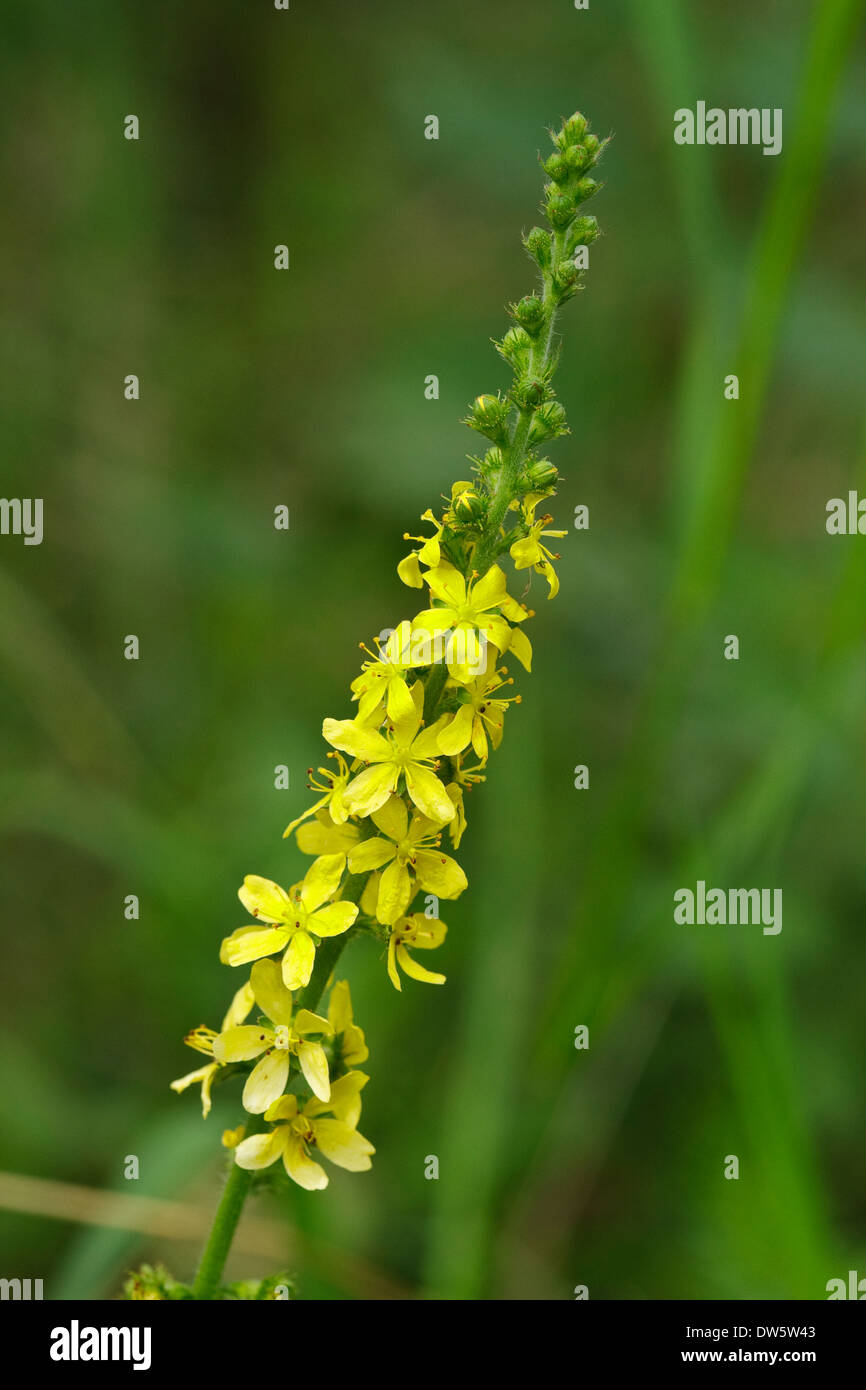 Flowering Agrimony (Agrimonia eupatoria Stock Photo - Alamy