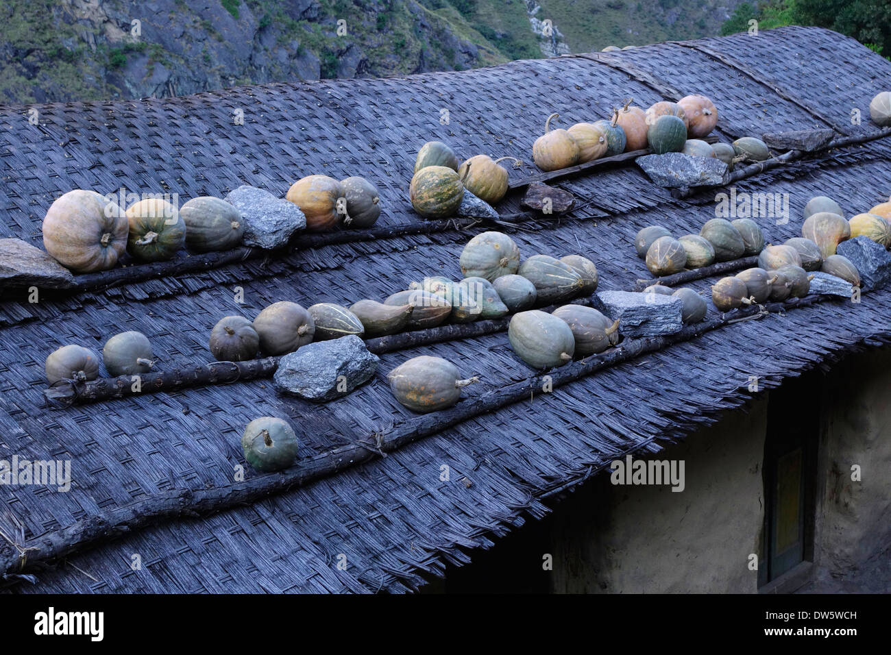 Squash curing on the roof of a house in the Manaslu region of Nepal ...
