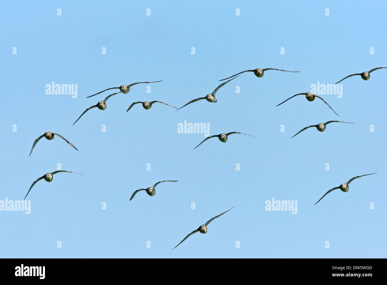 Knot flock in flight hi-res stock photography and images - Alamy