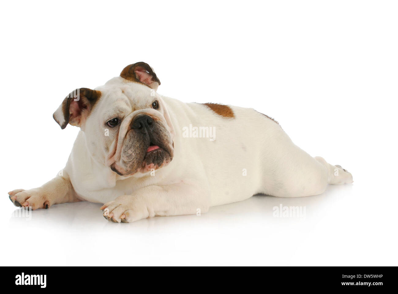 english bulldog laying down with back legs stretched out on white ...