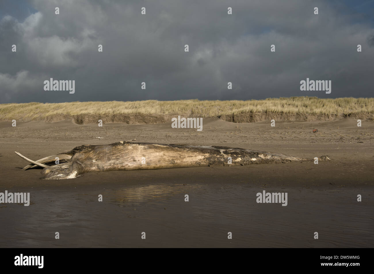 Fin whale uk hi-res stock photography and images - Alamy
