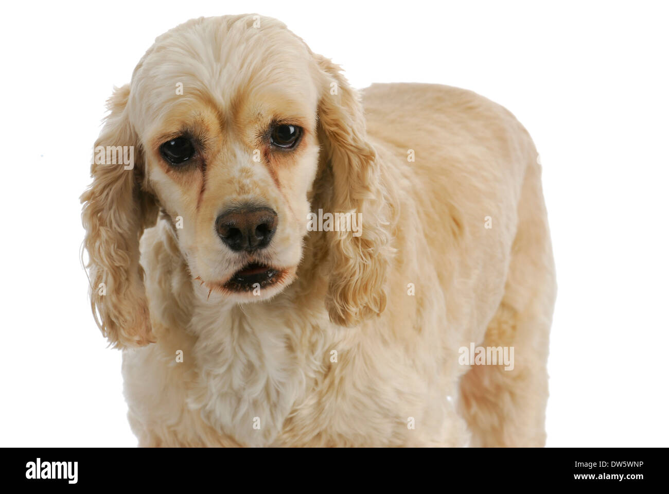 american cocker spaniel on white background Stock Photo - Alamy
