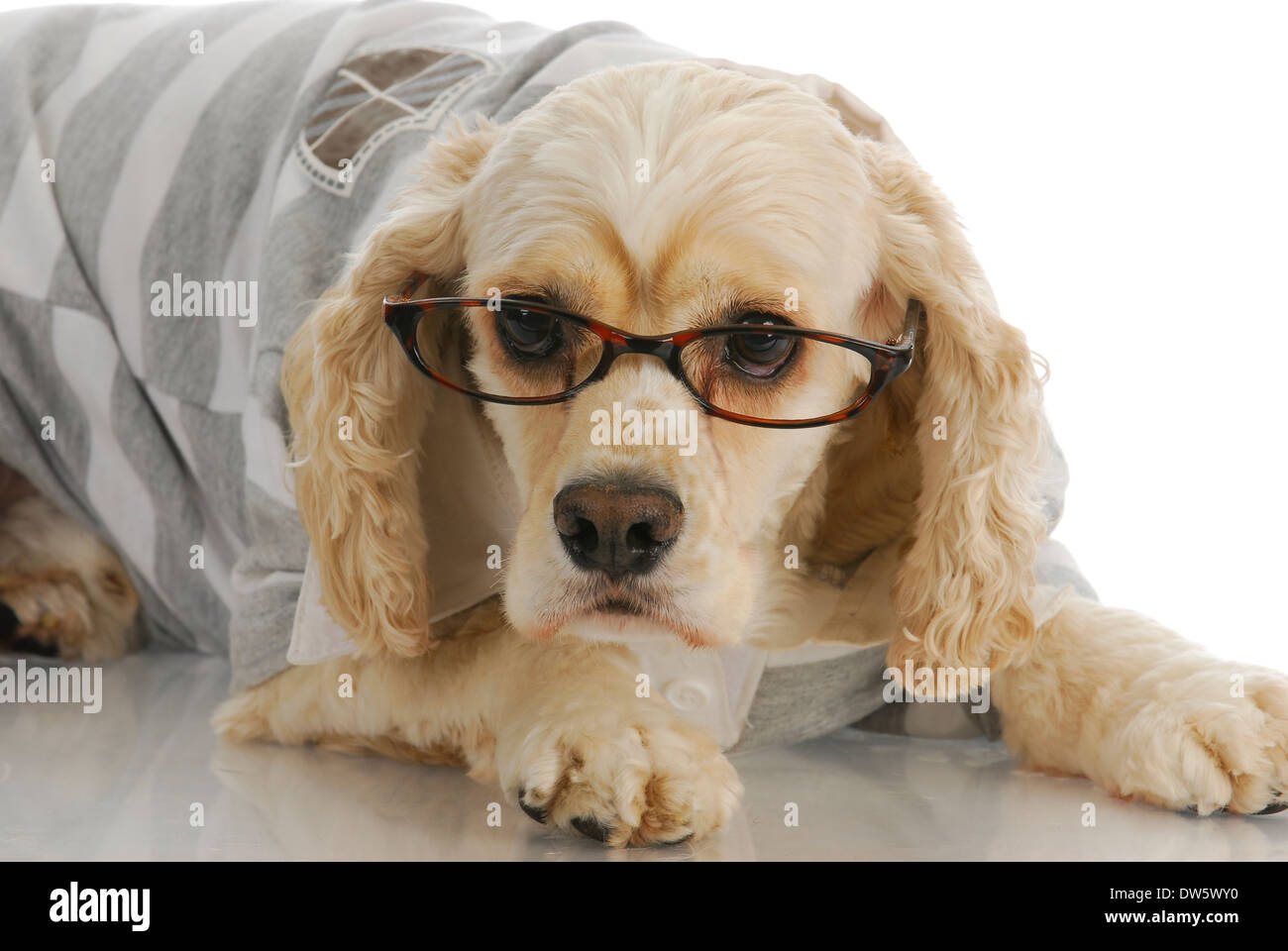 smart dog - american cocker spaniel wearing reading glasses Stock Photo ...