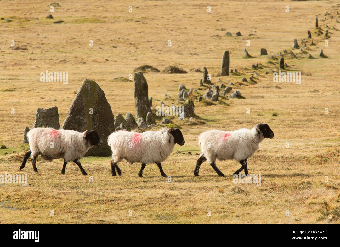 Three black faced sheep cross the line of the bronze age Merrivale ...