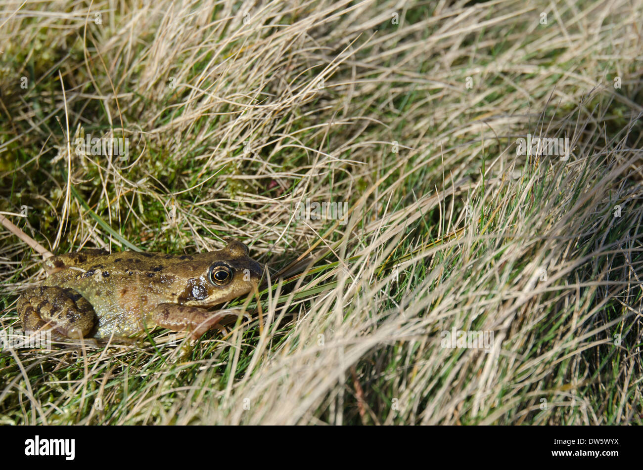 Young Natterjack Toad in the Sand dunes at Drigg, Cumbria, England, UK ...
