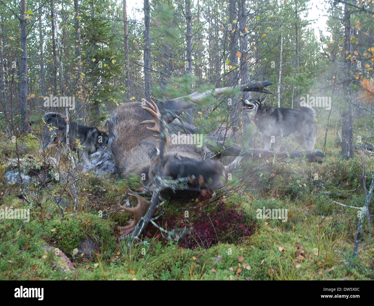 Hunting Moose Stock Photo - Alamy