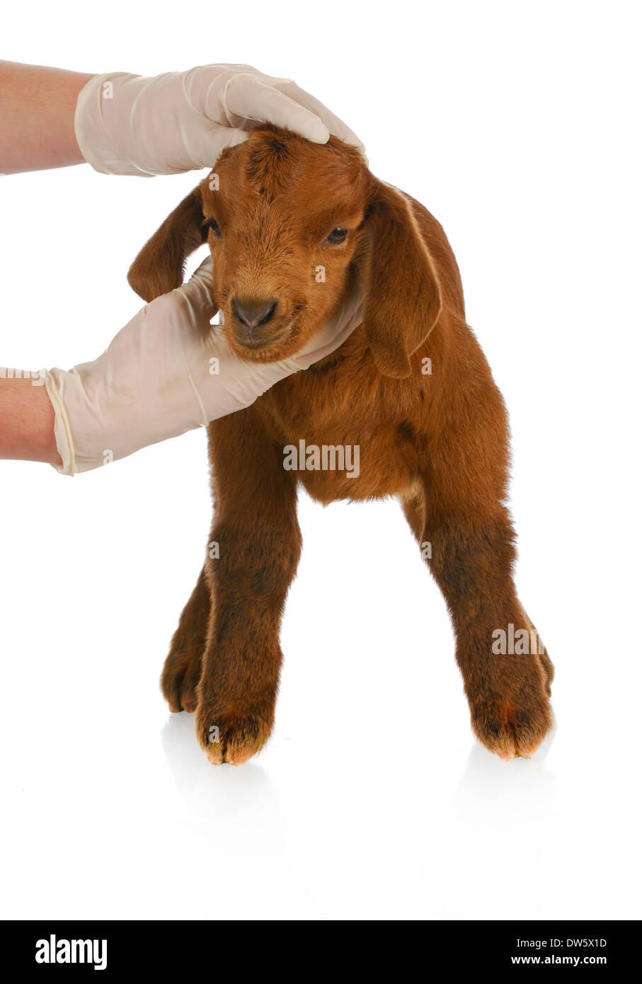 veterinary care - veterinarian examining young goat on white background ...