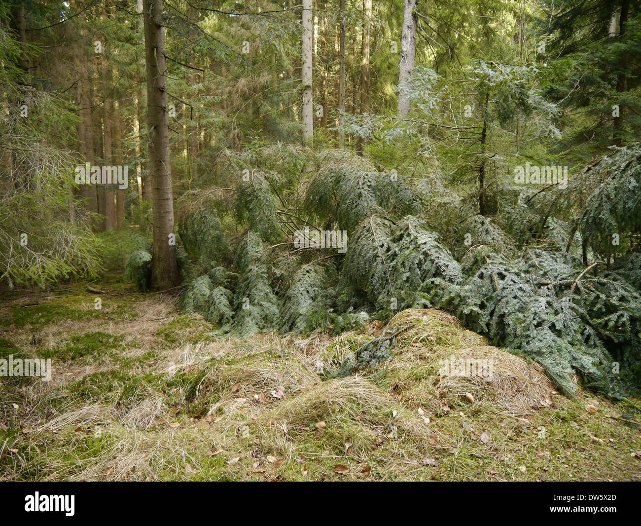 cut tree in a wood Stock Photo - Alamy