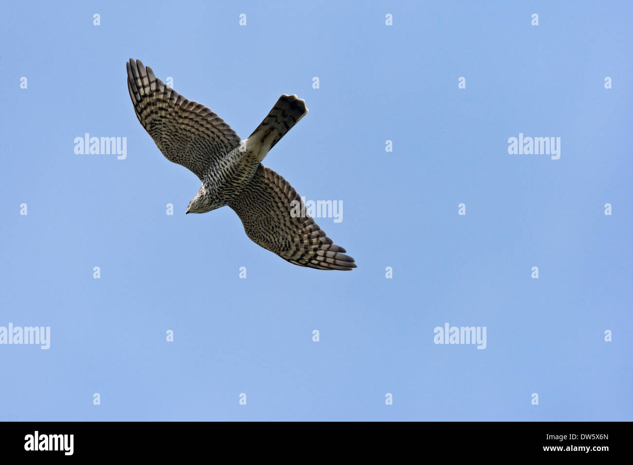 Juvenile sparrowhawk hi-res stock photography and images - Alamy