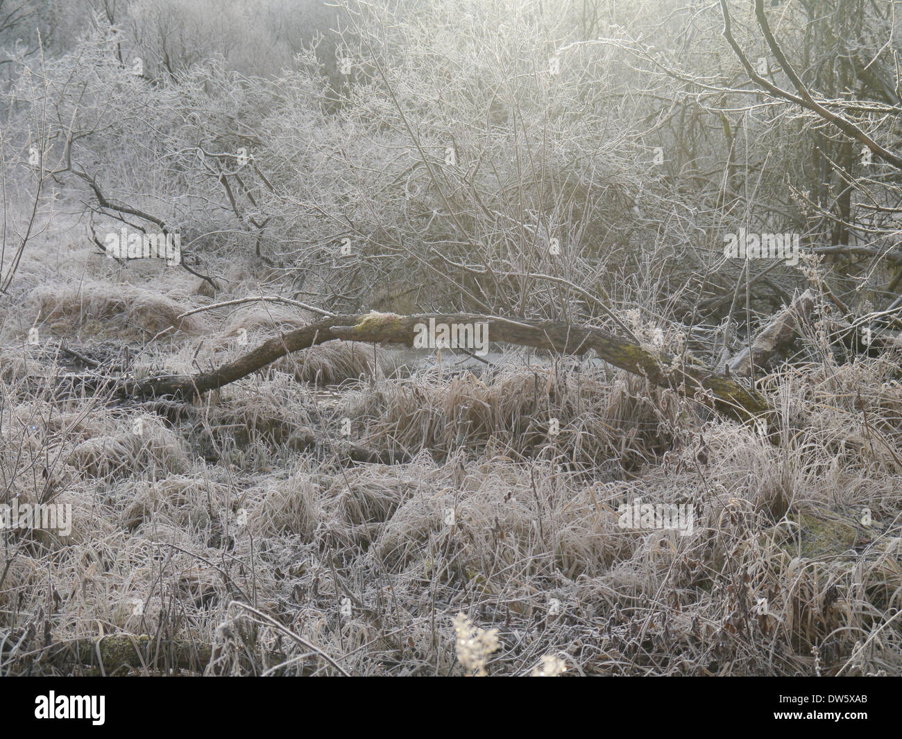 Willow tree cut from a beaver in a highmoor Stock Photo - Alamy