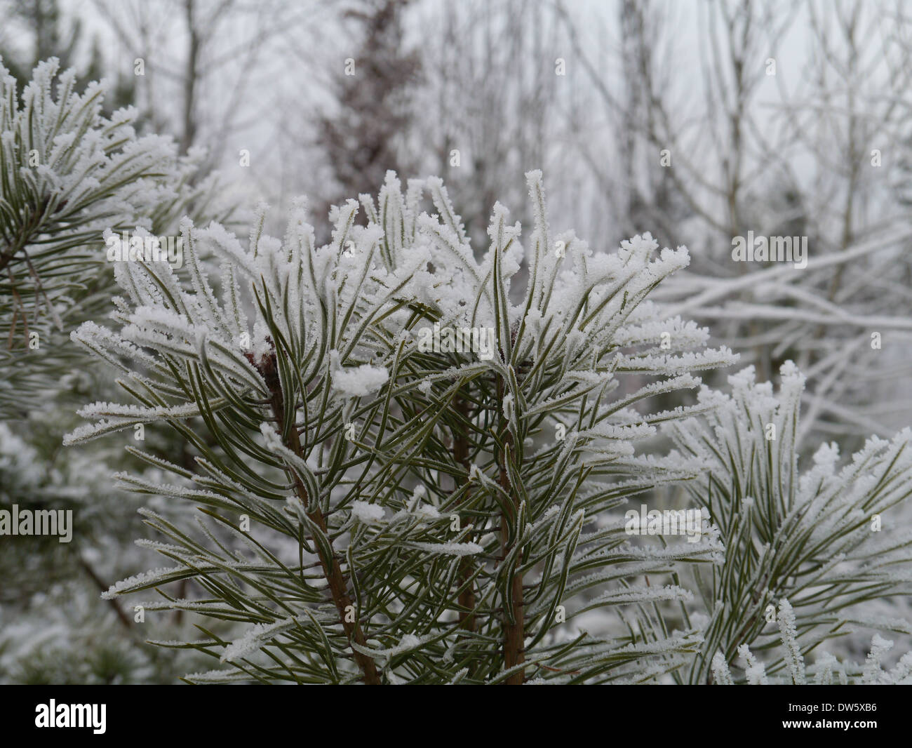 White frozen pine tree branch Stock Photo - Alamy
