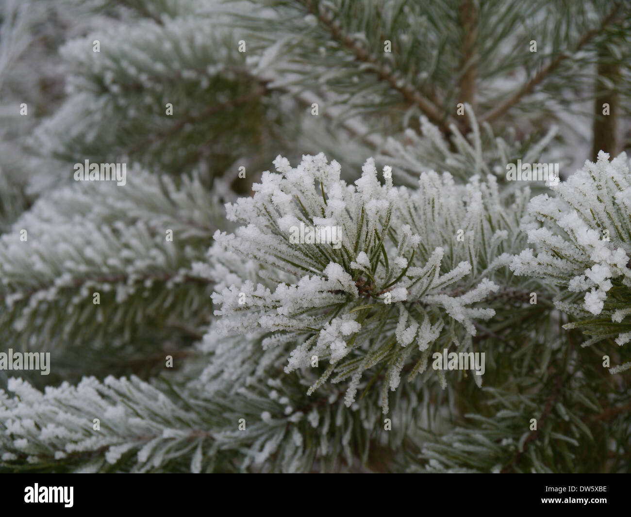 White frozen pine tree branch Stock Photo - Alamy
